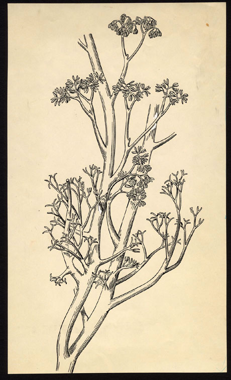 Variety of Life: Trimerophytina