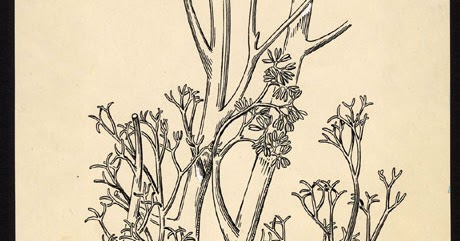 Variety of Life: Trimerophytina