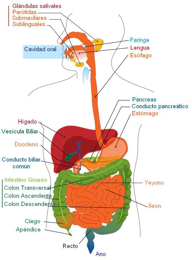 Metamorfosis "Biologia humana": El aparato digestivo(sistema digestivo)