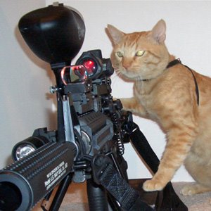 Funny Cats with Guns | Funny Collection World