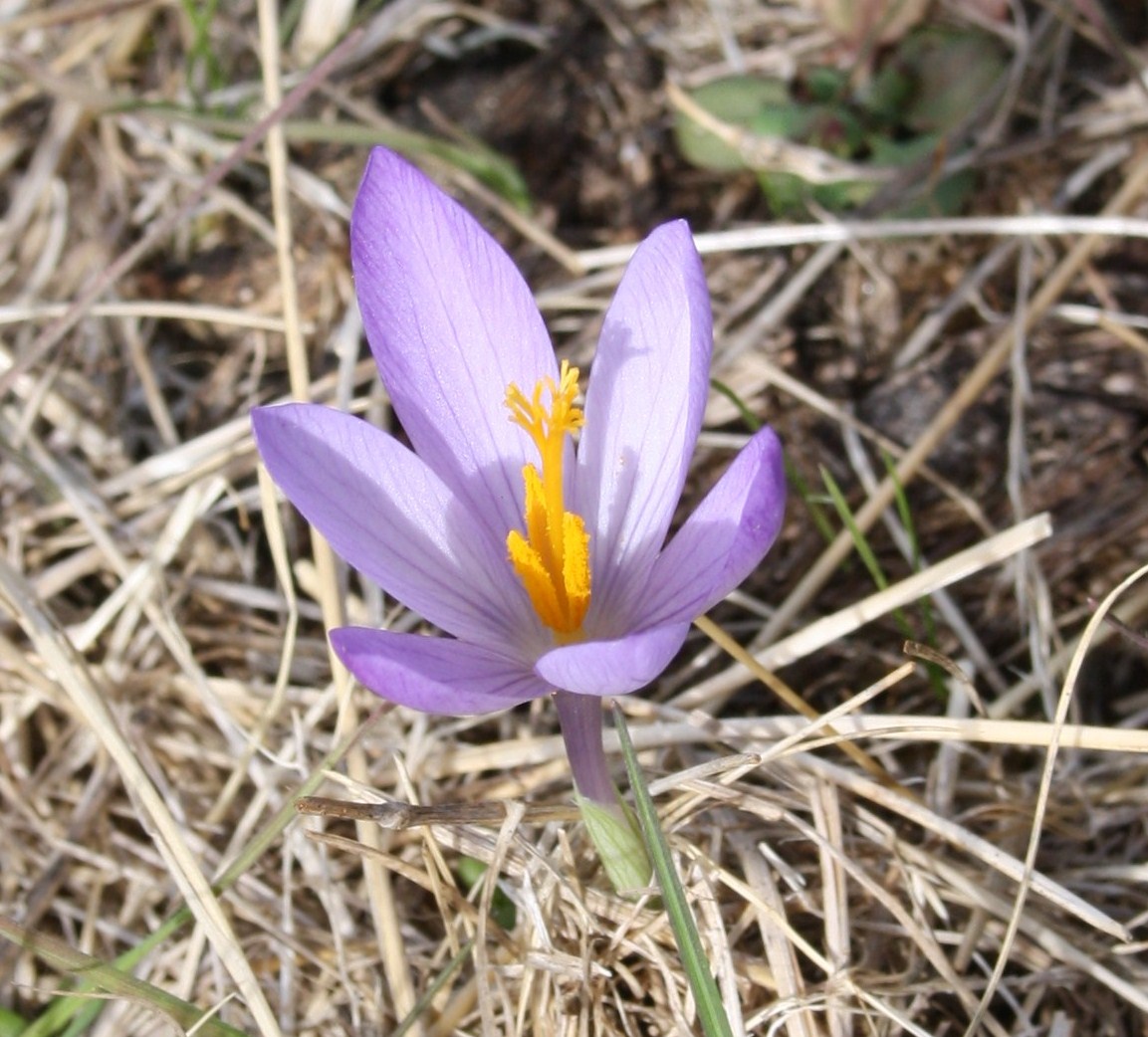 Plantas: Beleza e Diversidade: Açafrão-bravo (Crocus serotinus)