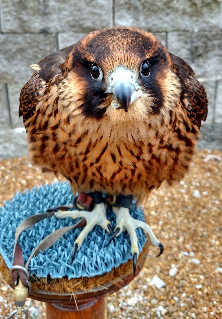 World Bird Sanctuary: Why is that bird Tethered?