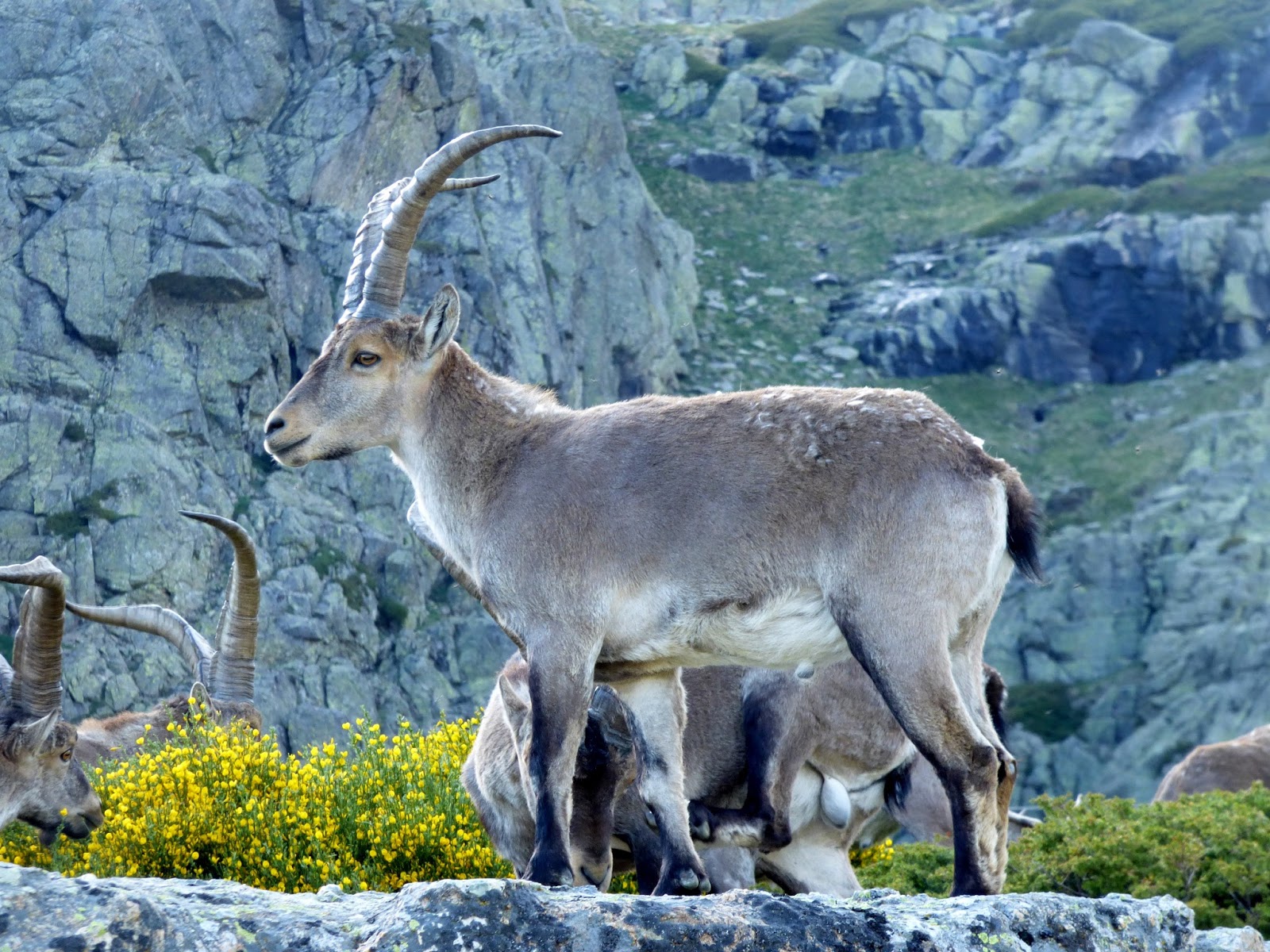 Blog de ornitología y observaciones en la naturaleza: Cabra montés ...