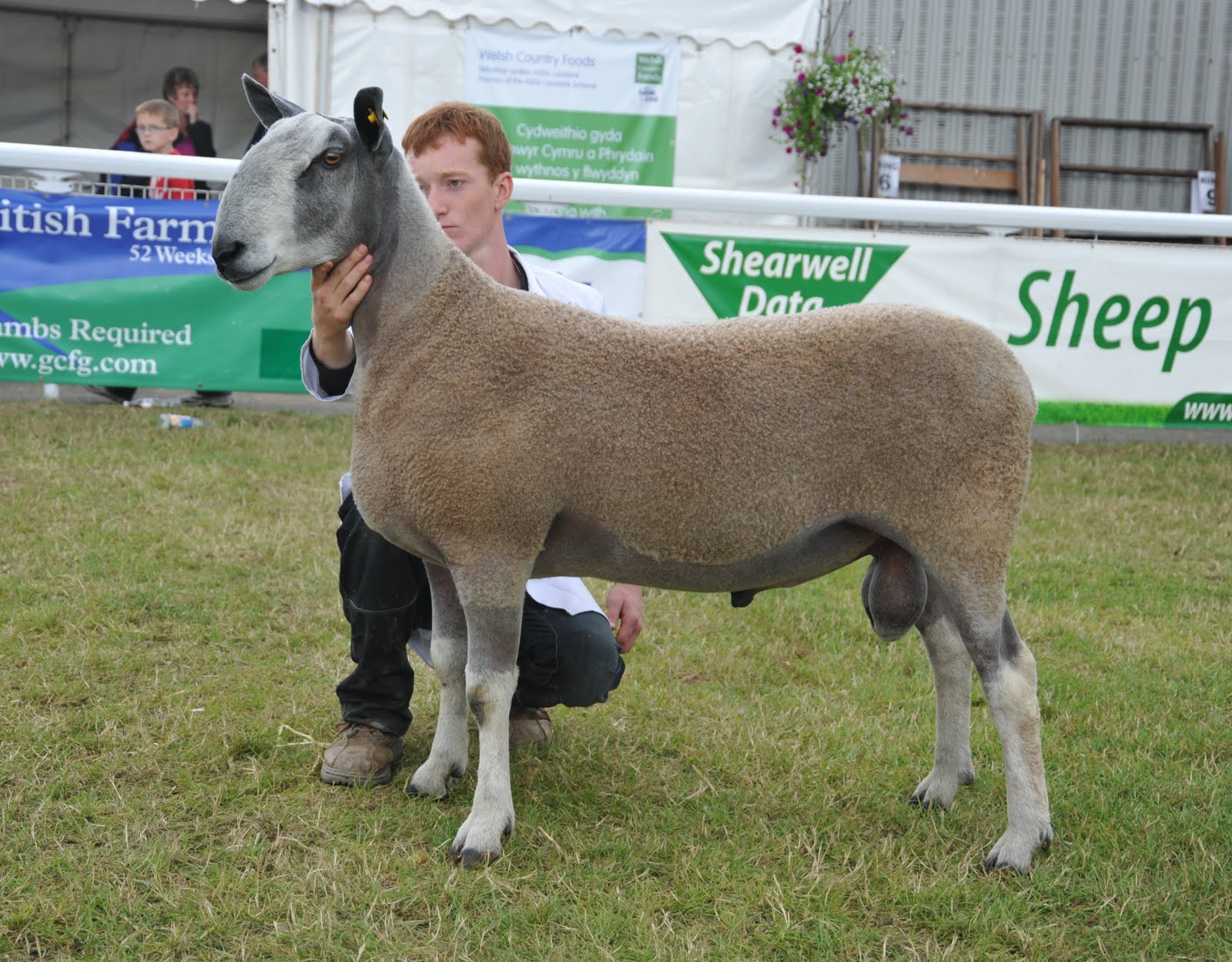 Little Smoky Bluefaced Leicesters: Bluefaced Leicester is Recognized by ...