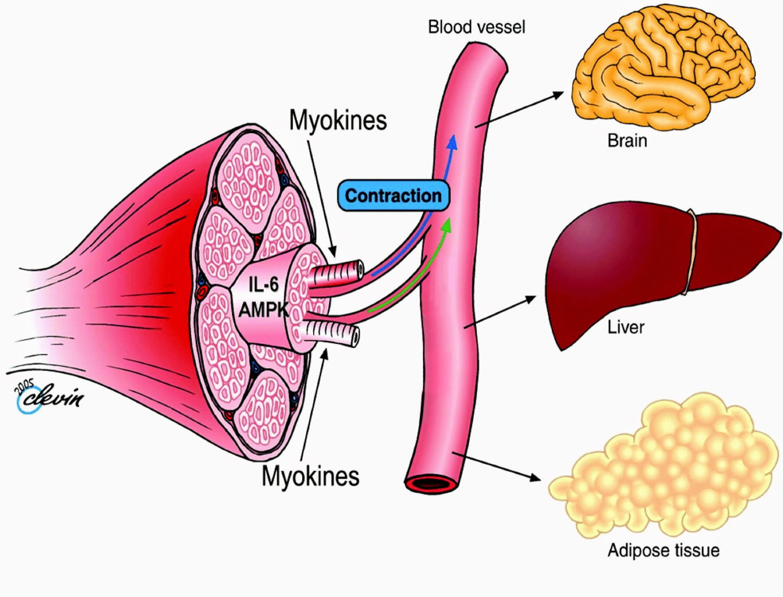 Talking Muscles – Or: STOP DIETING! | Pure Power Panda