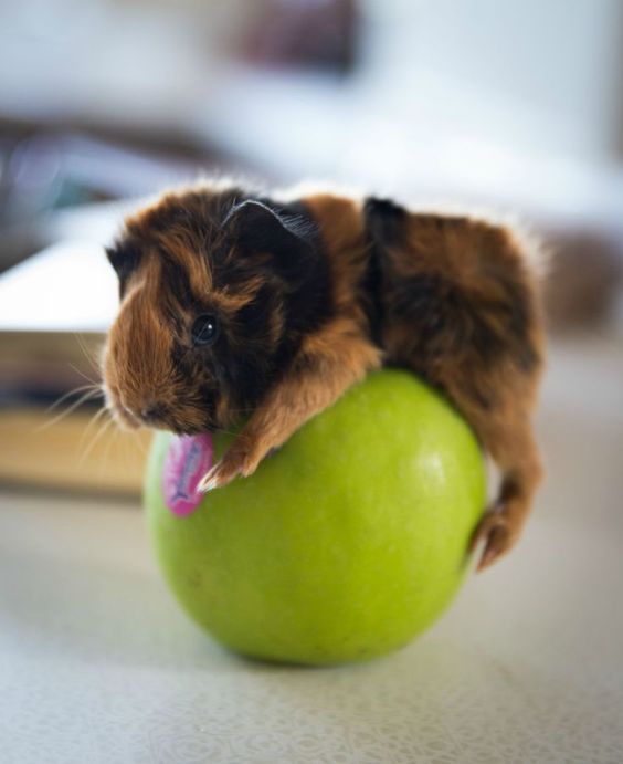 Zamorac ili Guinea Pig.: kolovoza 2016