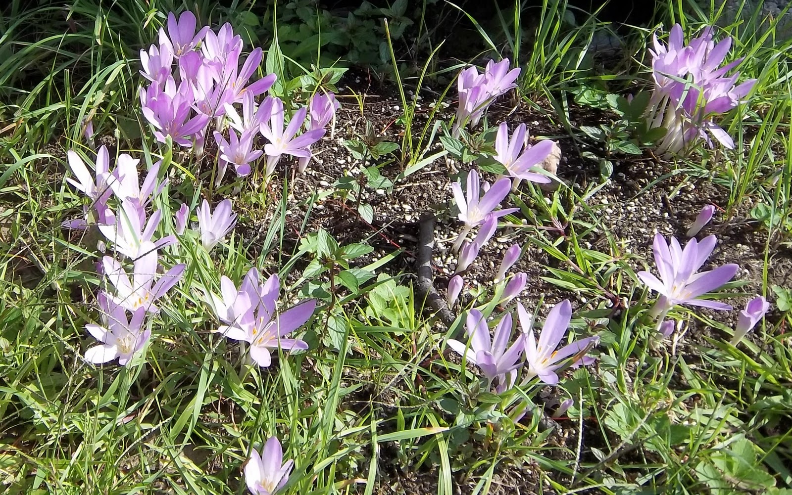 Cup on the Bus: Colchium - Fall blooming lilies