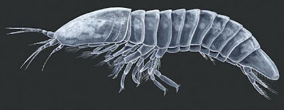 Variety of Life: July 2011