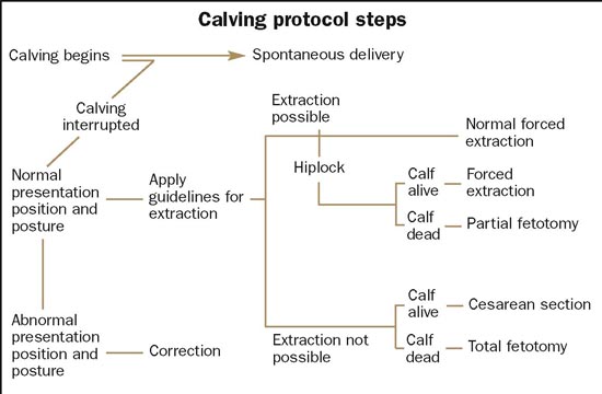 Overview of Abnormal Calving Problems - Vet in Training
