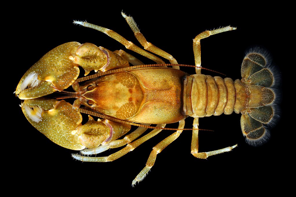 NeuroDojo: January 2016