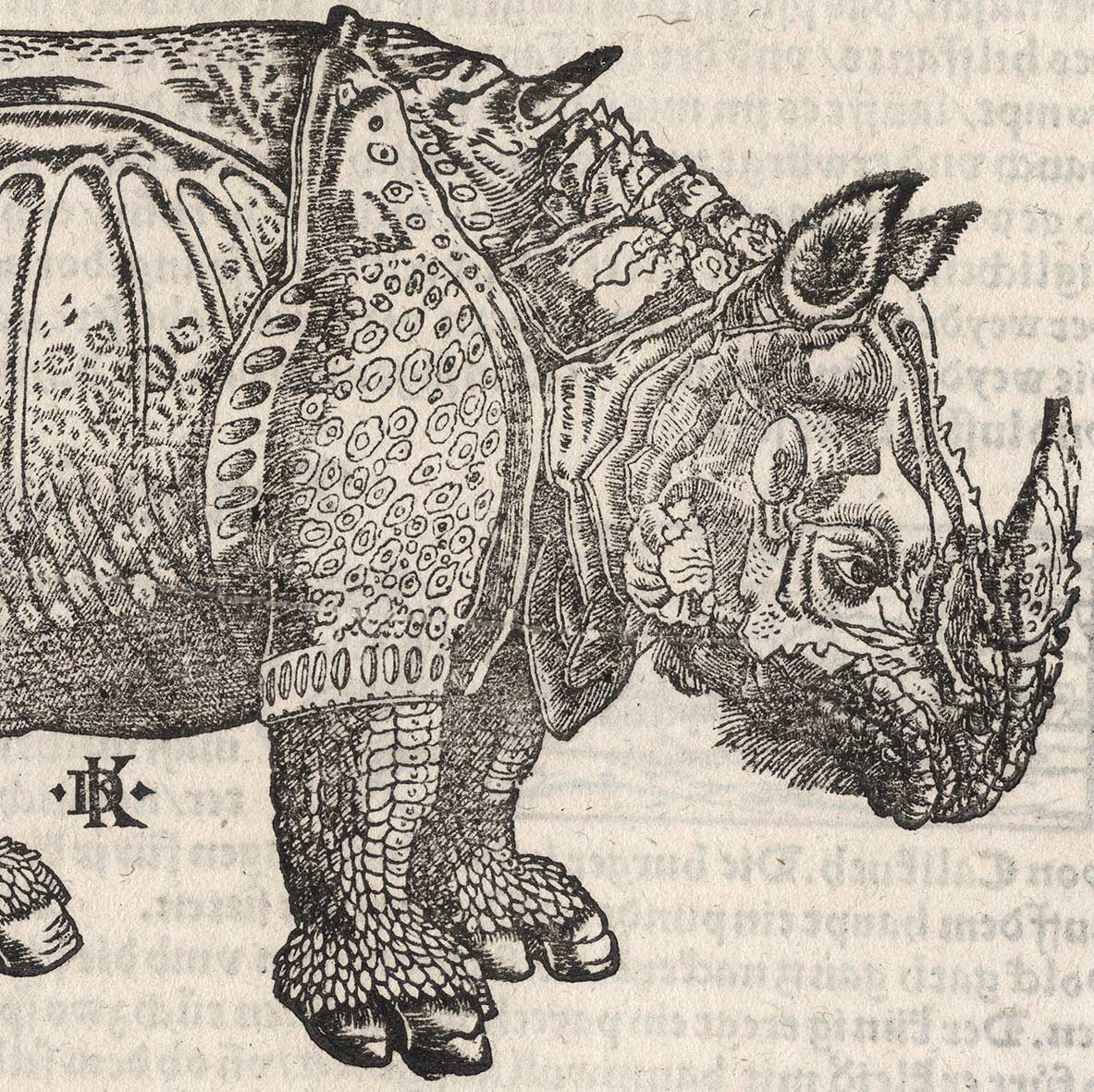 Prints and Principles: David Kandel’s woodcut, “Rhinoceros”, 1550 ...