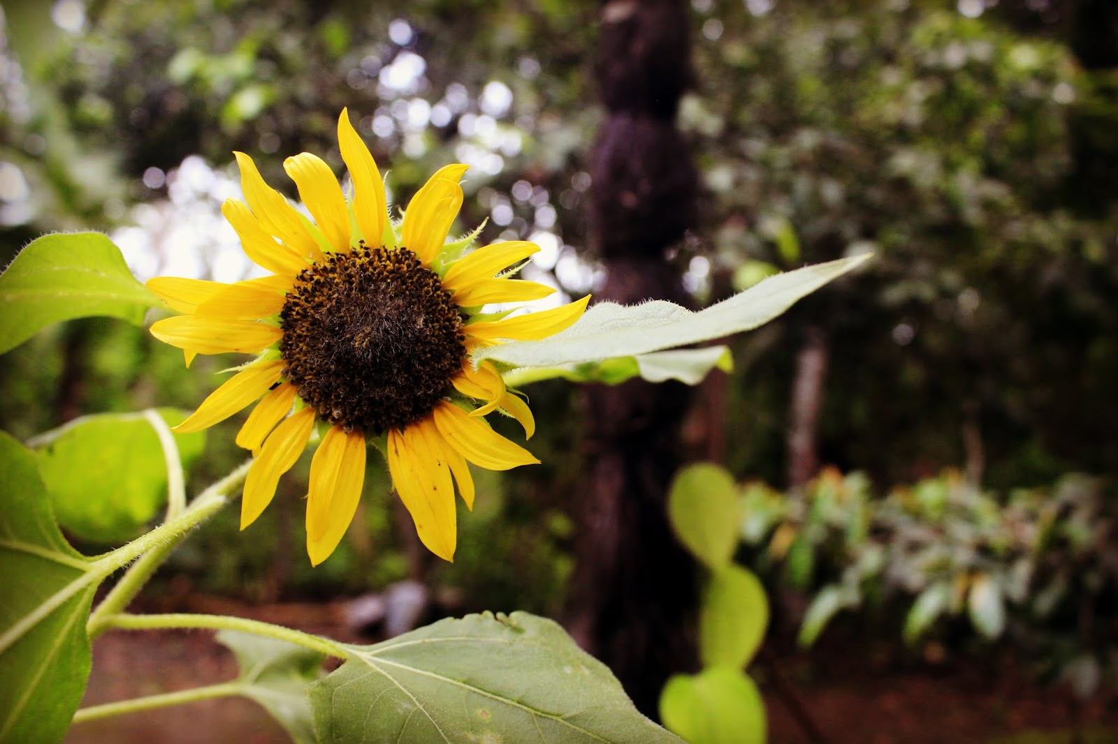Bunga Matahari Berwarna - Jenis-jenis Bunga Matahari Tercantik, Lengkap ...