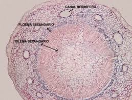 Histologia Vegetal: Tejidos Secretores y Excretores