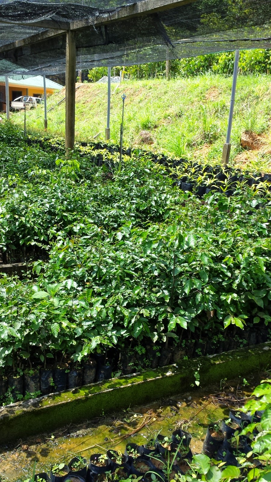 Dari Hutan ke Bandar...: POKOK MERAWAN