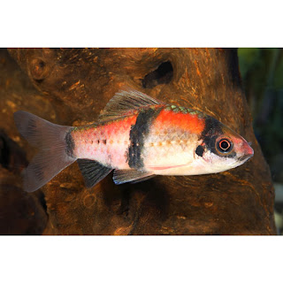 Finatics Tropical Fish : Barbs, Interesting & Unique