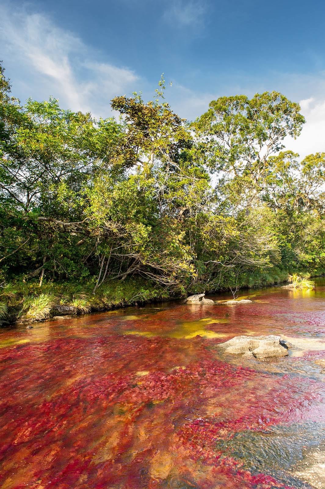 'Caño Cristales' o Río De 5 Cores | Panorama Eco