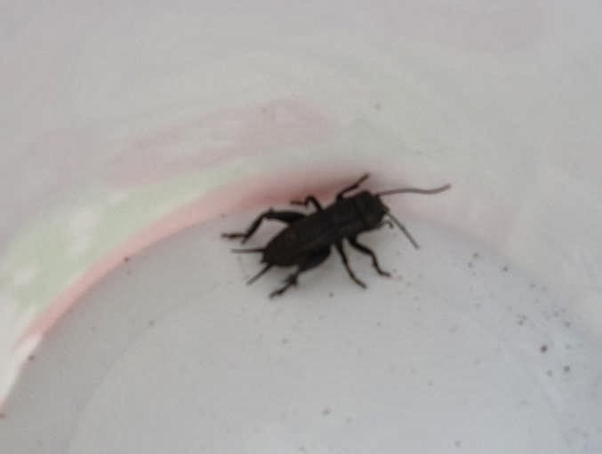 Din natură: Poveşti cu greieri