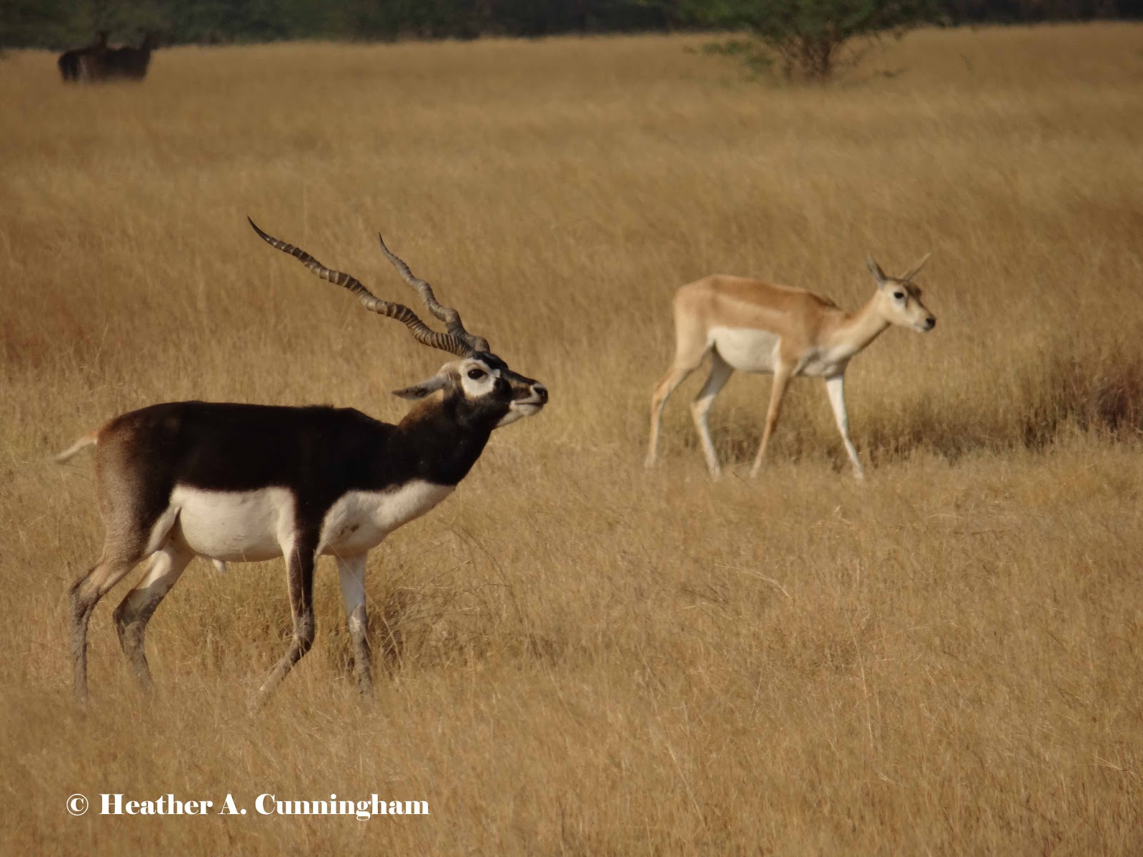 Black Buck