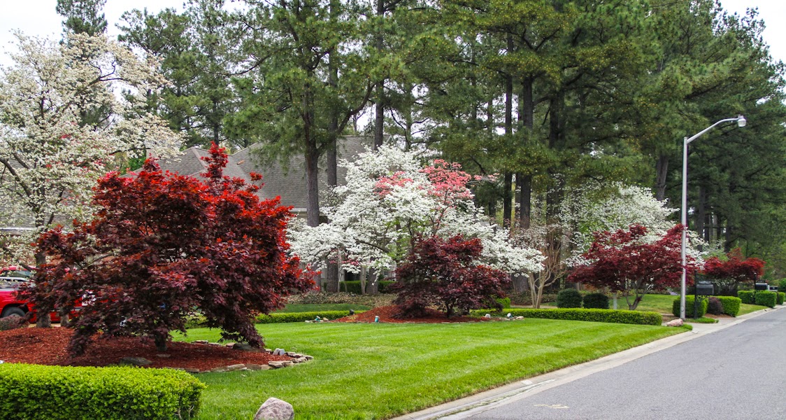 Mark D. McCoy Photography: Dogwood Trail - Paducah