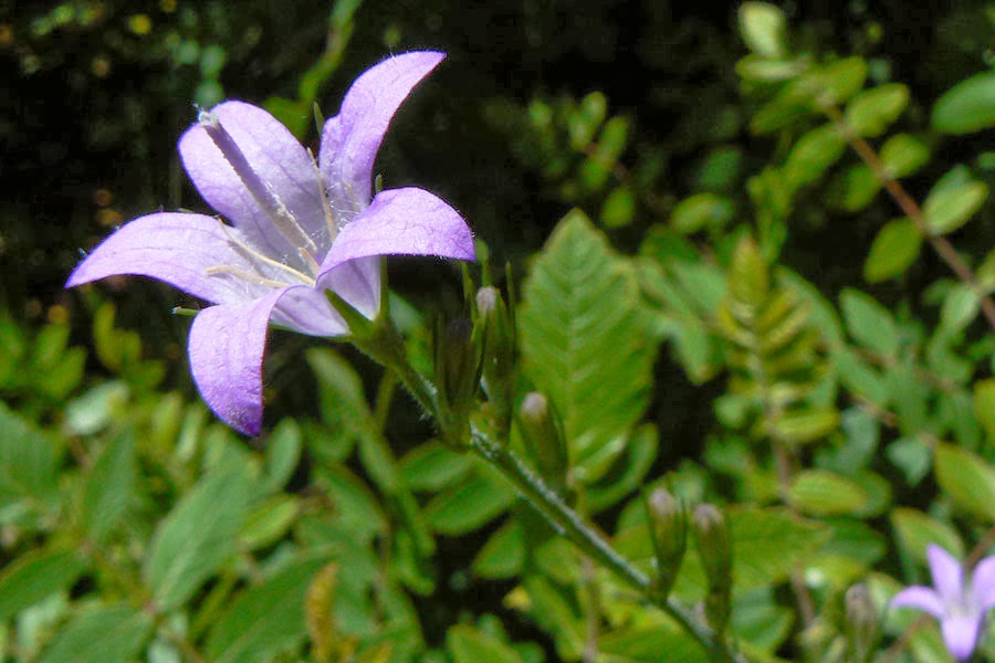 Wildflowers of Andalucia: October 2013