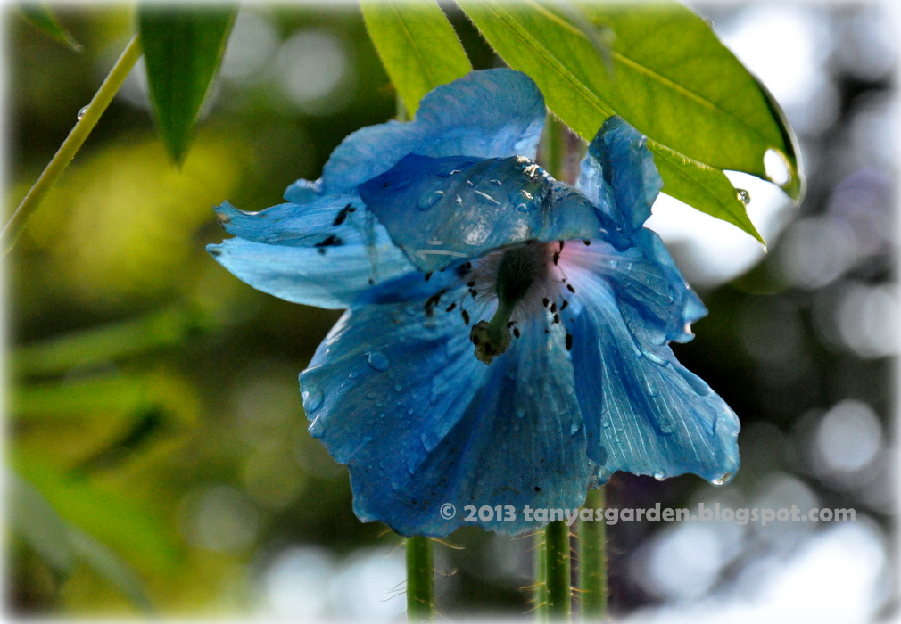 MySecretGarden: My Blue Poppy Pictures