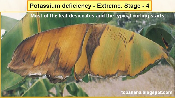 Potassium (K) deficiency symptoms ~ Tissue Culture Banana