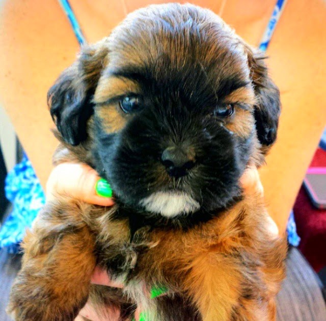 The Original Merle Shih Poo