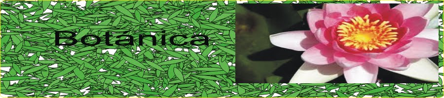 Botánica: ¡Importancia de la botánica!