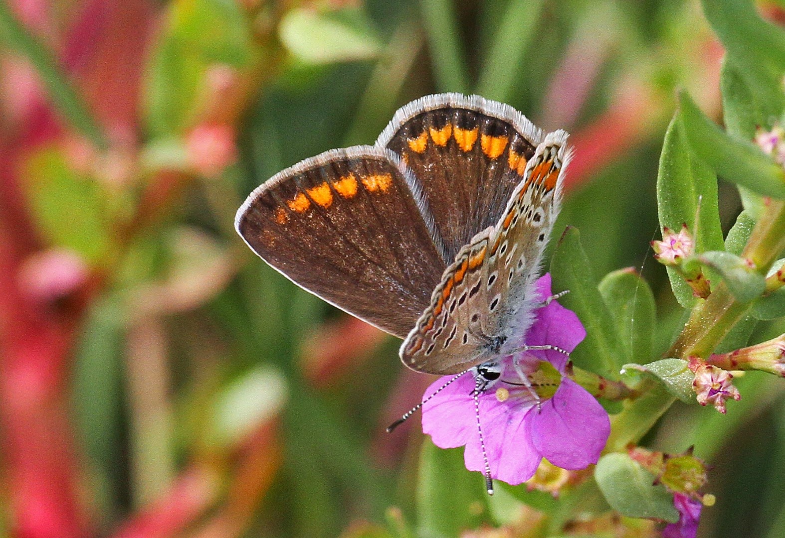 Michael Foley: Natural History ©: Cyprus butterflies