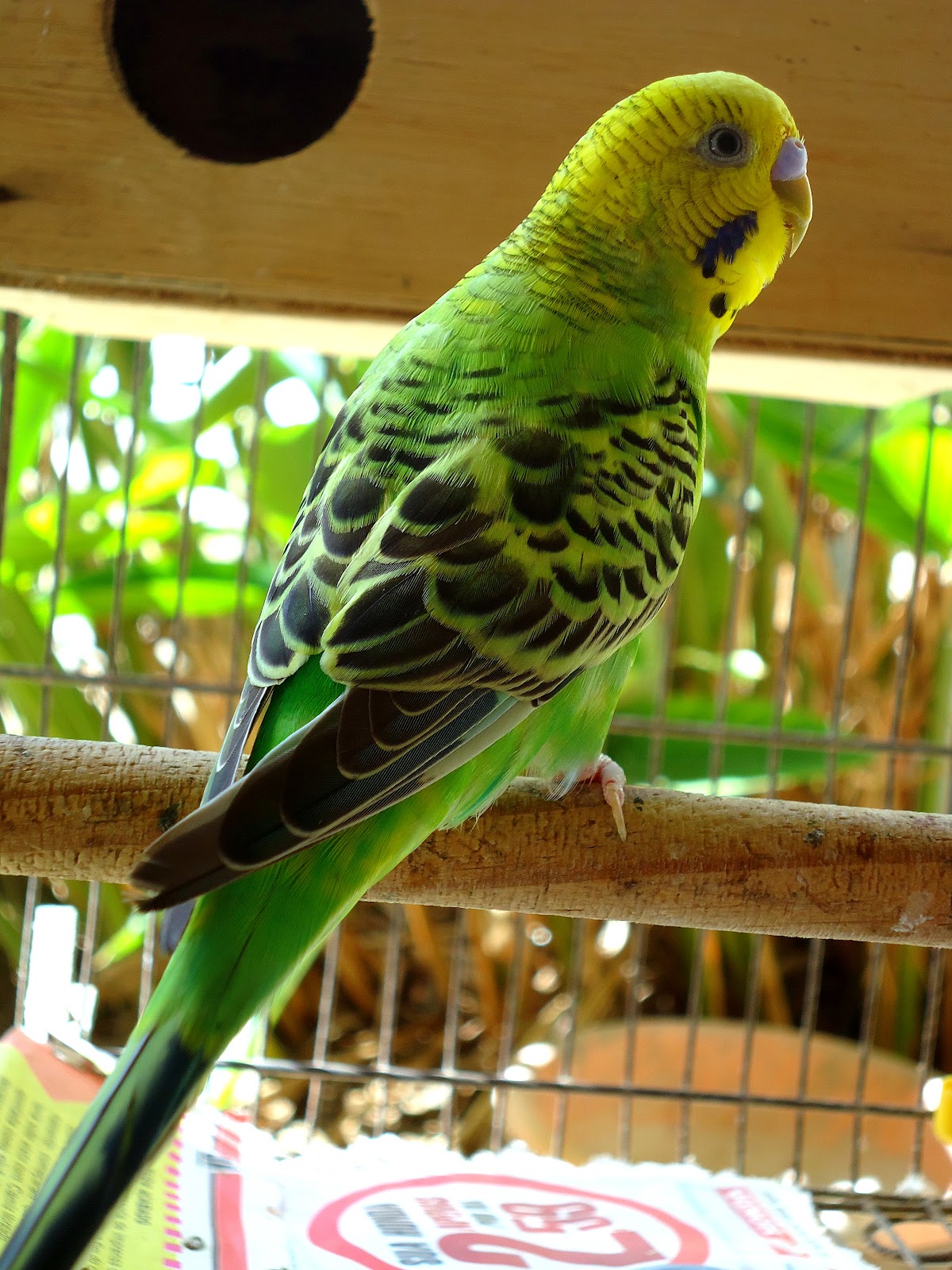 Tudo sobre os periquitos: maio 2012