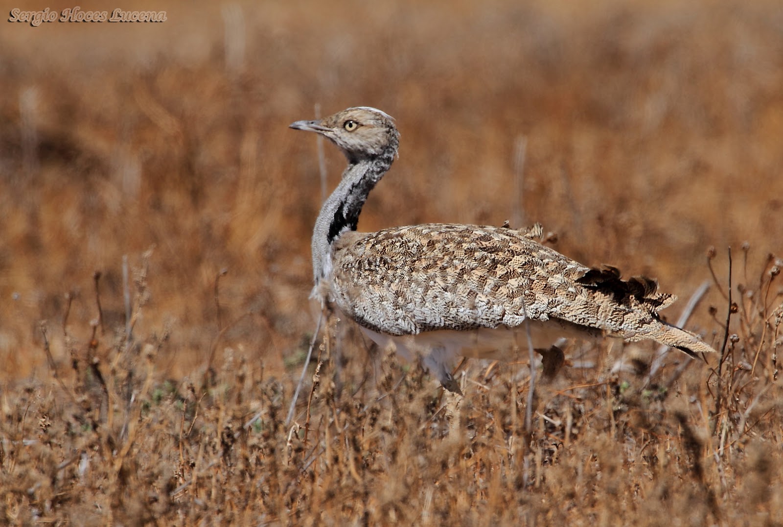 Viajes, Salidas, Naturaleza, (Fotografía).: Avutarda Hubara ...