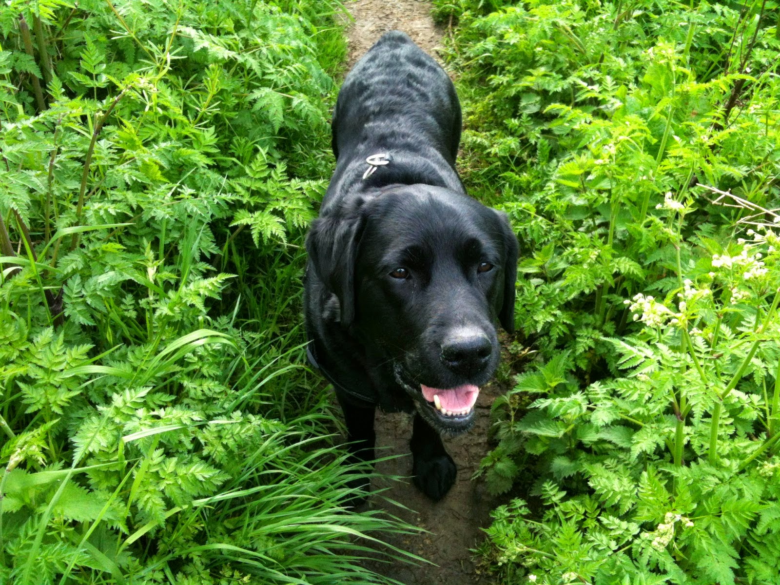 Badger Sandwiches: Sumo Pictures