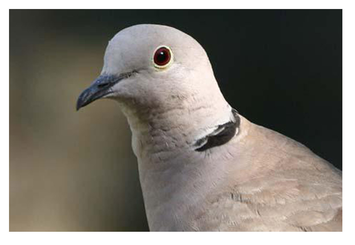 AvesMundi: TORTOLA TURCA