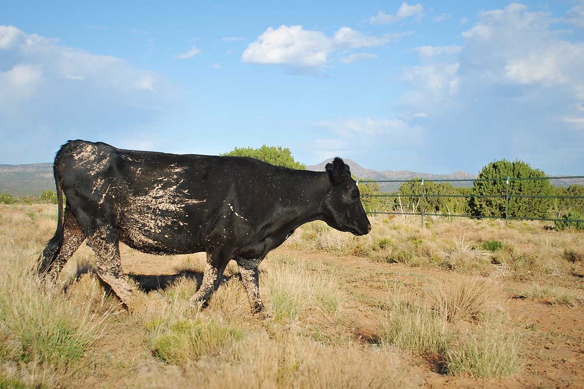 The 7MSN Ranch: Mad Cow