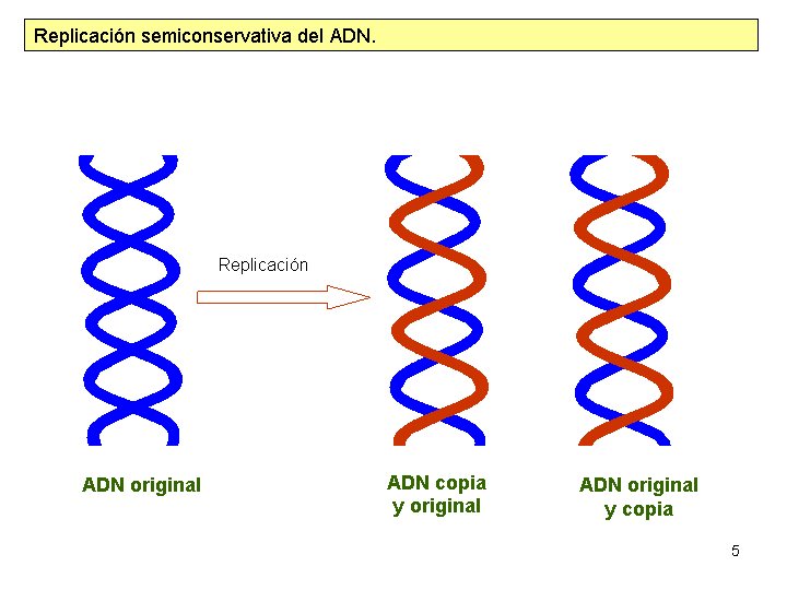 biologia: Replicación del ADN