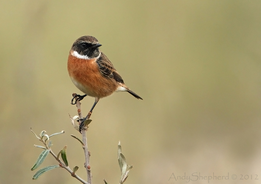 Andy Shepherd Wildlife Photography: Stonechat