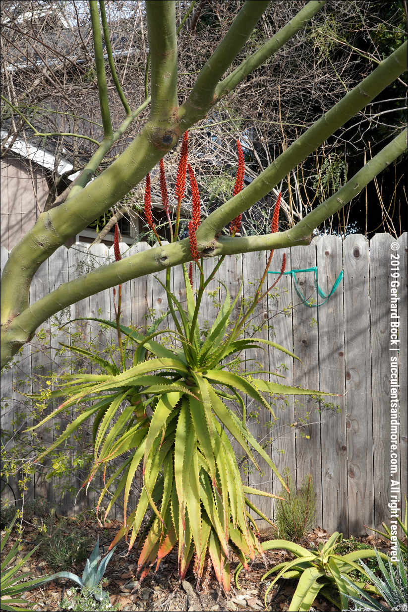 ...which of these aloes is the prettiest of all?