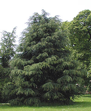 Our Beautiful World: Cedar Tree