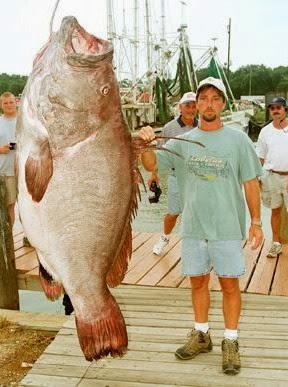 Big Fishes of the World: WARSAW GROUPER page 2