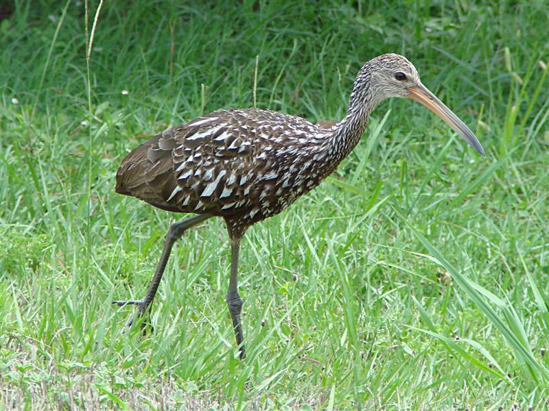 Limpkin Birds Facts And Pictures | All Wildlife Photographs