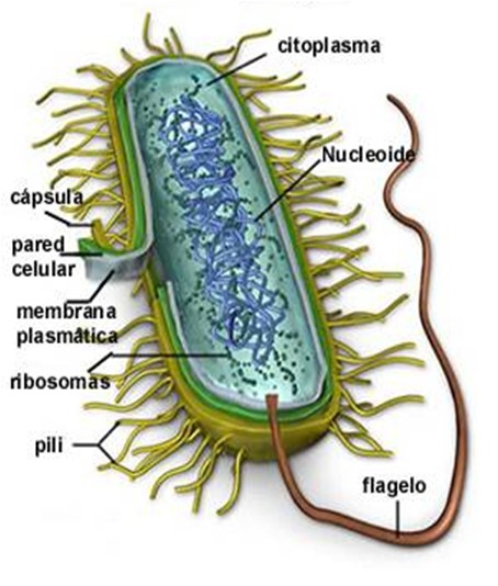 Biologia: Célula Procarionte