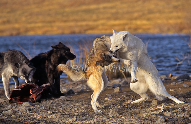 Awetya: Images Wolves Fighting Pictures-facts about wolves
