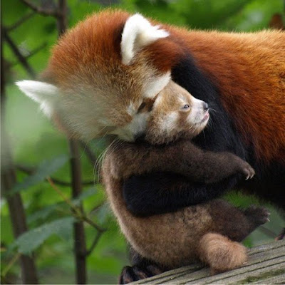 Red Panda | The Life of Animals