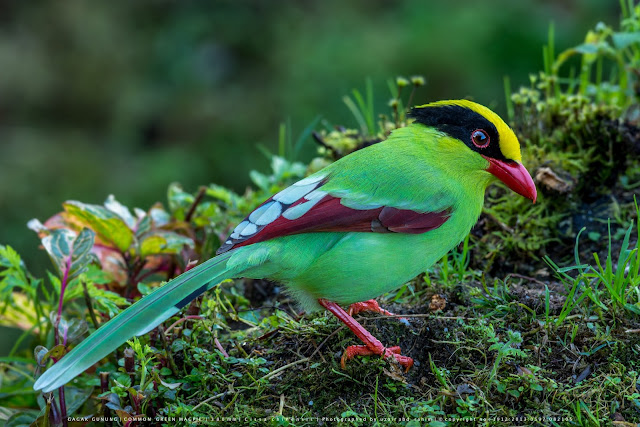 B u r u n g K e l i l i n g R u m a h .....: Gagak Gunung (Common Green ...