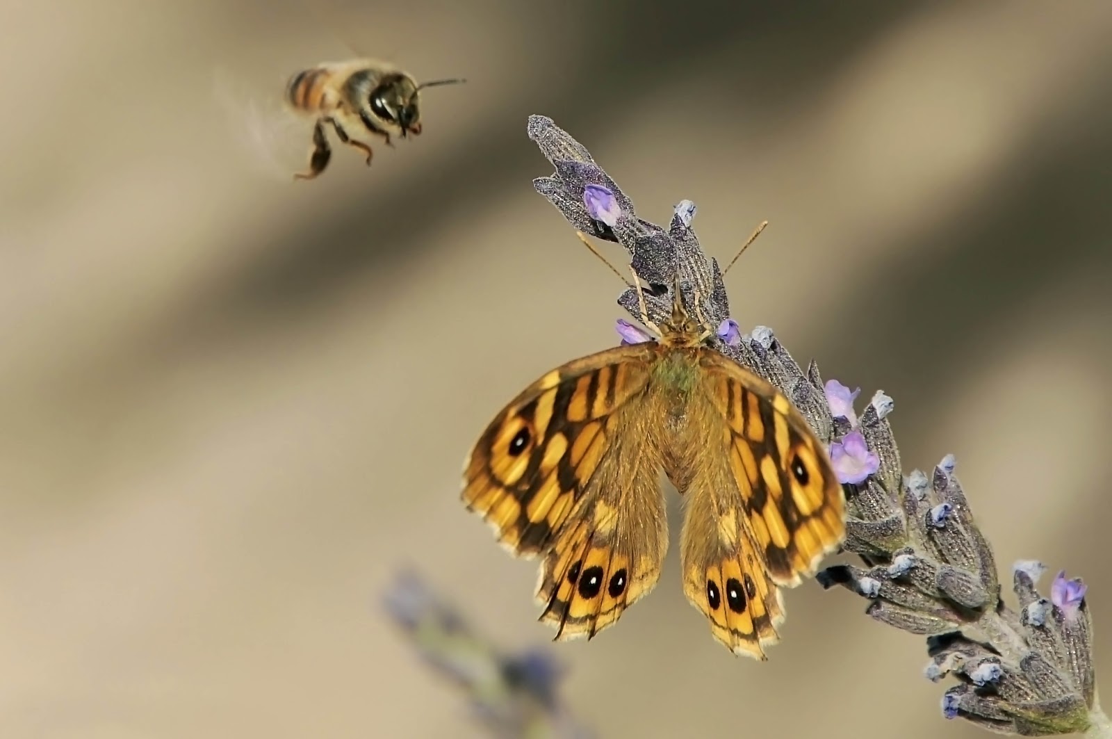 gli insetti: Farfalla