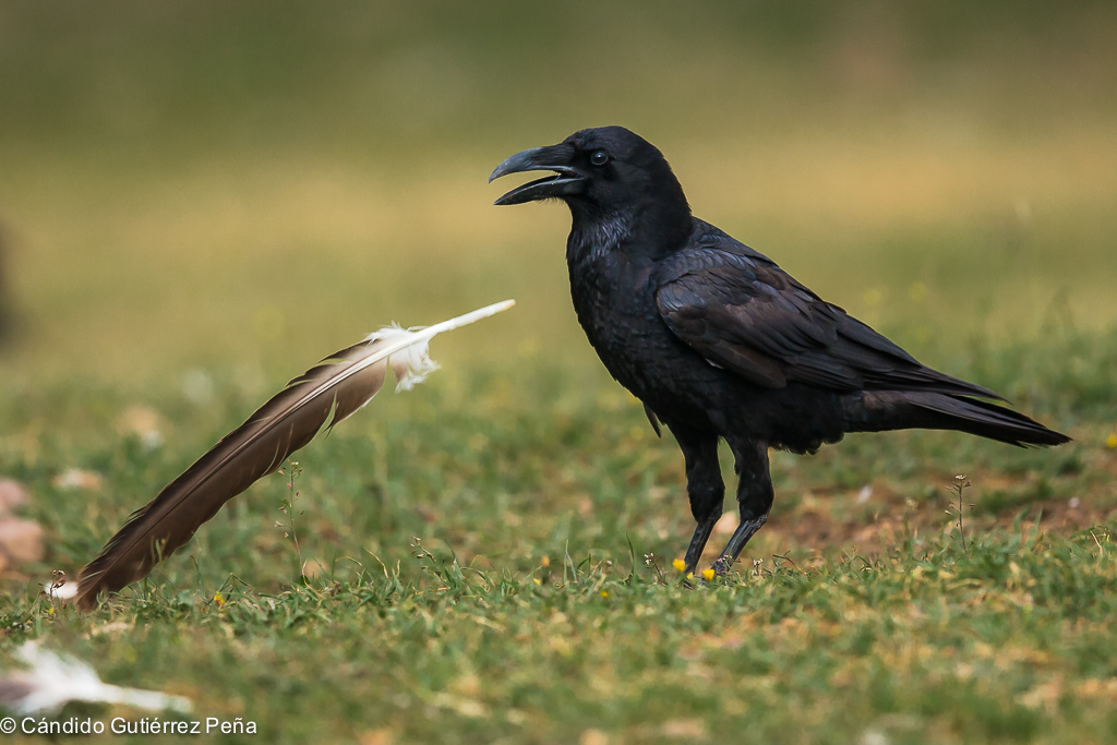 CUERVO GRANDE - Corvus Corax | Observatorio de la Naturaleza