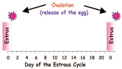The Oestrus/Estrus Cycle - Vet in Training