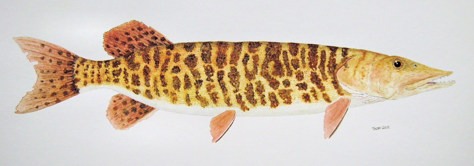 Daily Painters of Pennsylvania: 'Watercolor Study of a Muskellunge ...