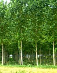 Pulitissima: IL PIOPPO