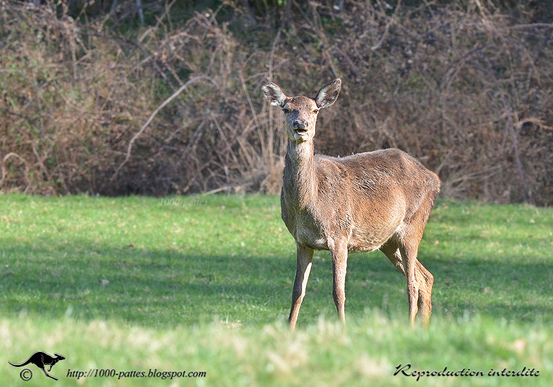 WILDLIFE GATEWAY: Les Biches de la Barousse - 01